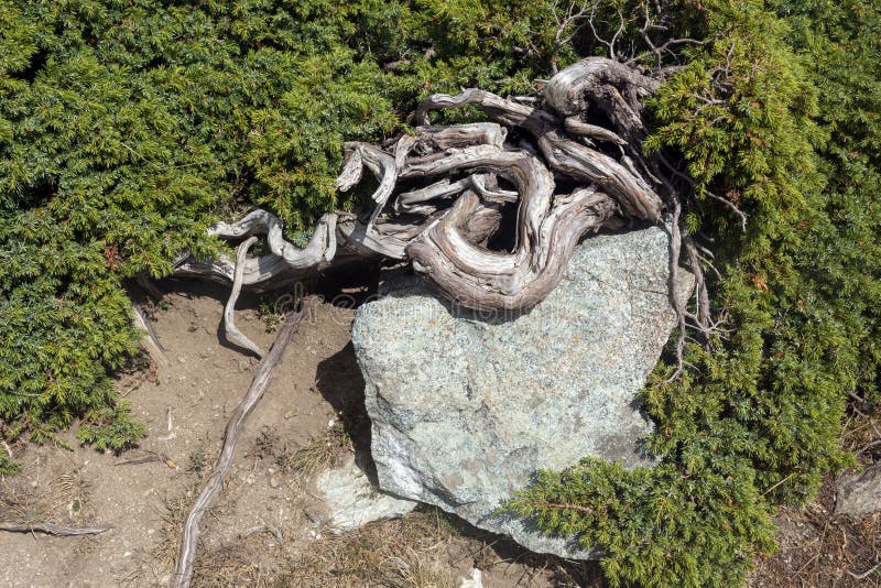 Dwarf Pine Crawling Over the Stone Stock Photo - Image of hard, needles ...