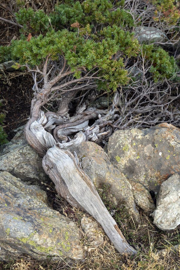 Dwarf Pine Crawling Over the Stone Stock Image - Image of hard, summer ...