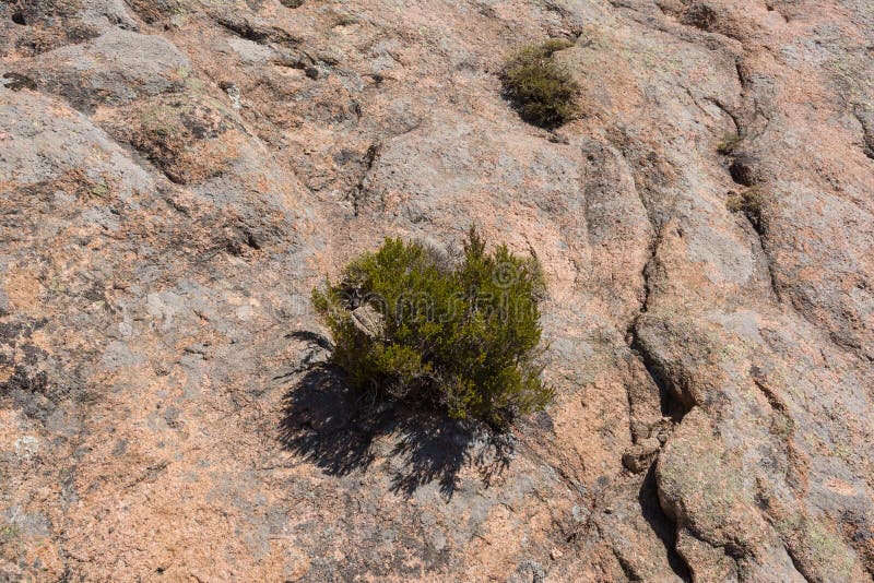Dwarf Pine Crawling Over the Stone Stock Photo - Image of summer, rock ...