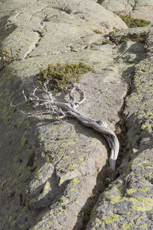 Dwarf Pine Crawling Over the Stone Stock Image - Image of nature, dwarf ...