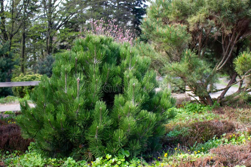 Dwarf Pine is a Decorative Tree Growing in the Park. Stock Image ...