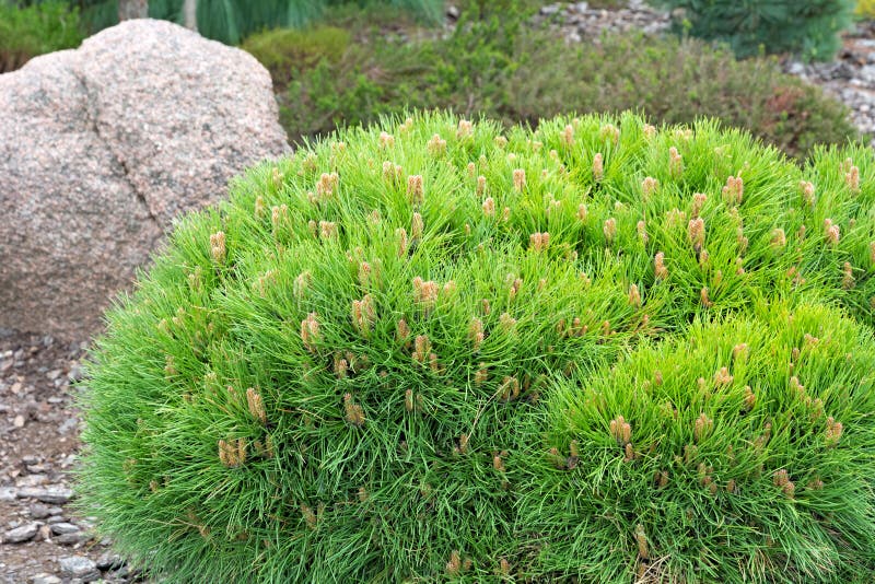 Dwarf Pine. Landscaping Element. Stock Photo - Image of texture, botany ...