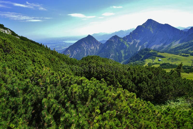 Dwarf Pine Tree in the Tyrolean Alps Stock Image - Image of forest ...