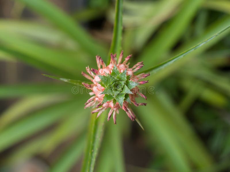 Dwarf Pineapple - Ananas Nanus Stock Image - Image of gardening, nature ...