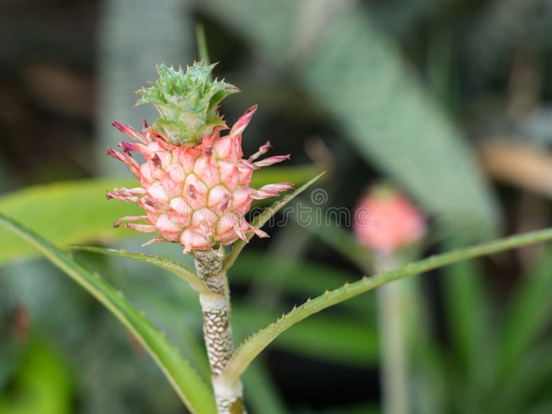 Dwarf Pineapple - Ananas Nanus Stock Image - Image of gardening, nature ...