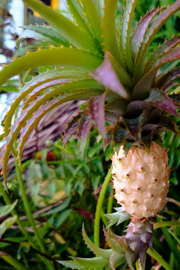 Dwarf Pineapple or Ananas Nanus a Small Pineapple with Spiky Leaves ...