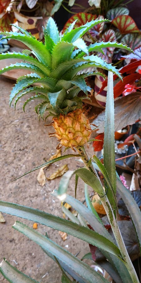 Dwarf Pineapple - Ananas Nanus Stock Image - Image of gardening, nature ...