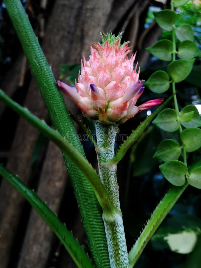 Dwarf Pineapple - Ananas Nanus Stock Image - Image of gardening, nature ...
