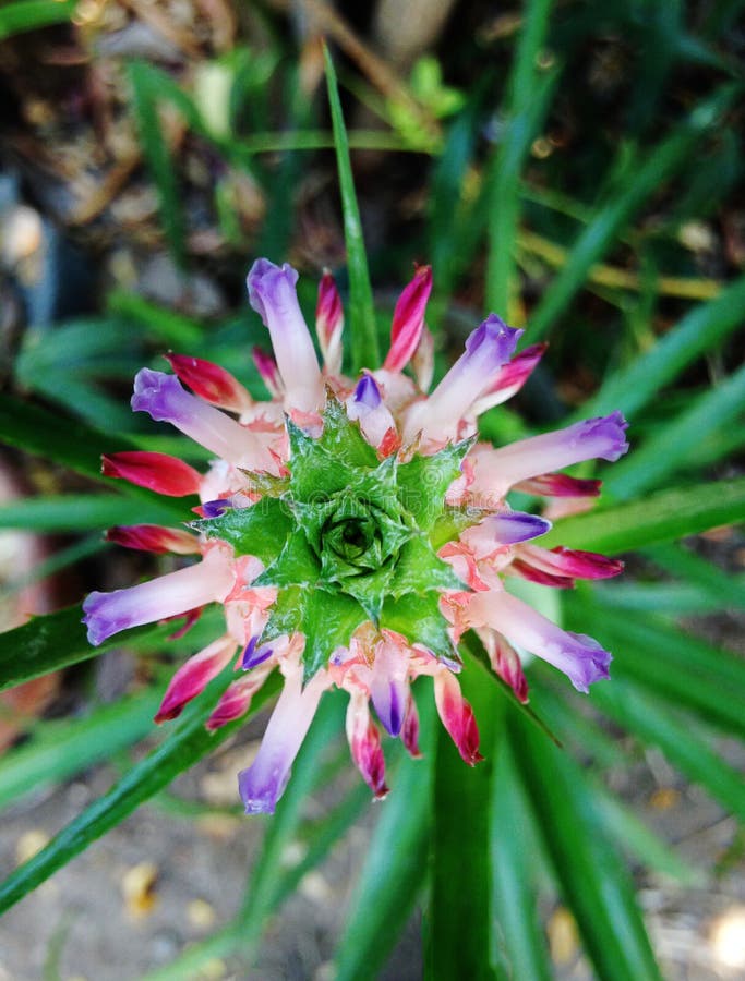Dwarf Pineapple - Ananas Nanus Stock Image - Image of gardening, nature ...