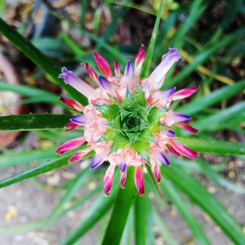 Dwarf Pineapple - Ananas Nanus Stock Image - Image of gardening, nature ...