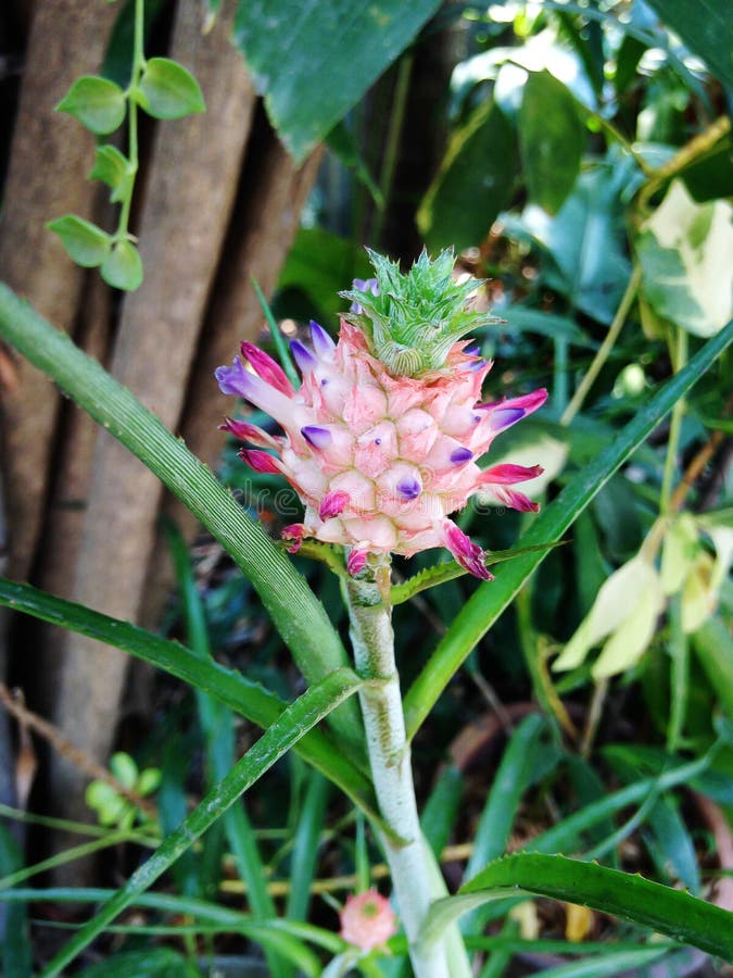Dwarf Pineapple - Ananas Nanus Stock Image - Image of gardening, nature ...