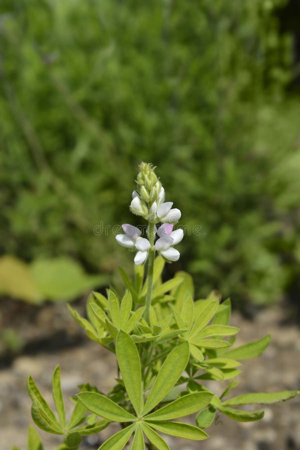 Dwarf Pixie Delight Lupine Stock Photos - Free & Royalty-Free Stock ...