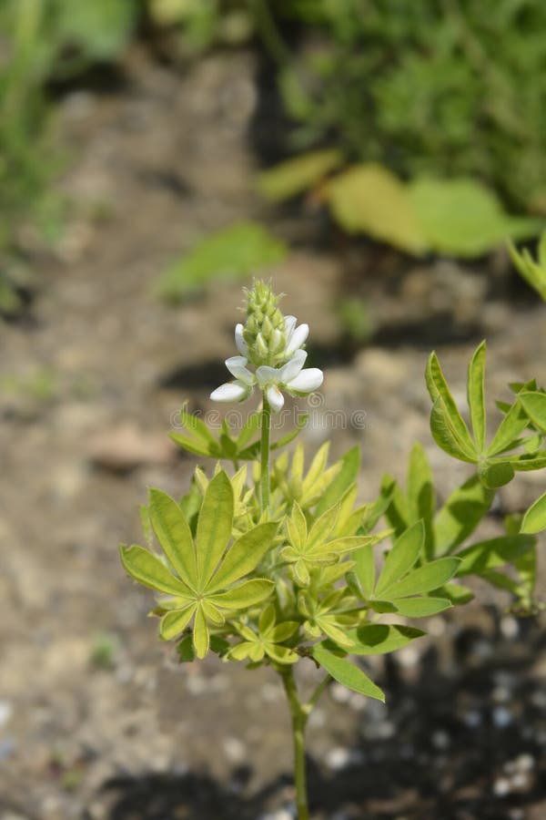 Dwarf Pixie Delight Lupine stock photo. Image of plant - 281098648