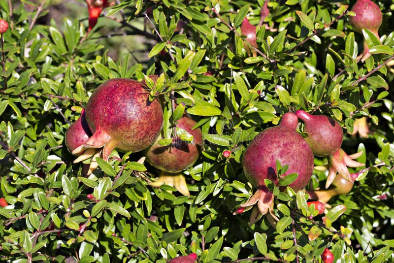 Pomegranate - Punica Granatum, Called Anar or Dalim or Bedana Fruit ...