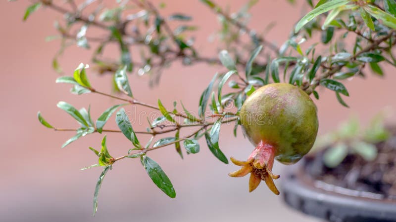 Dwarf Pomegranate Latin Name Punica Granatum Nana on Tree Stock Photo ...