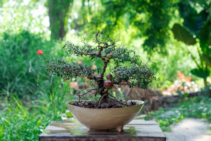 Dwarf Pomegranate Tree Make a Bonsai and Produce Beautiful Fruit Stock ...