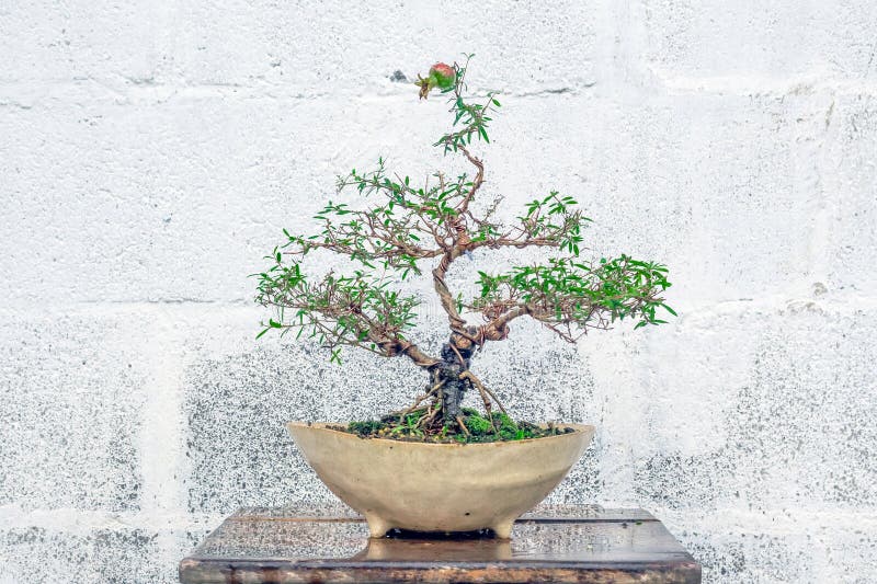 Dwarf Pomegranate Tree Make a Bonsai and Produce Beautiful Fruit Stock ...