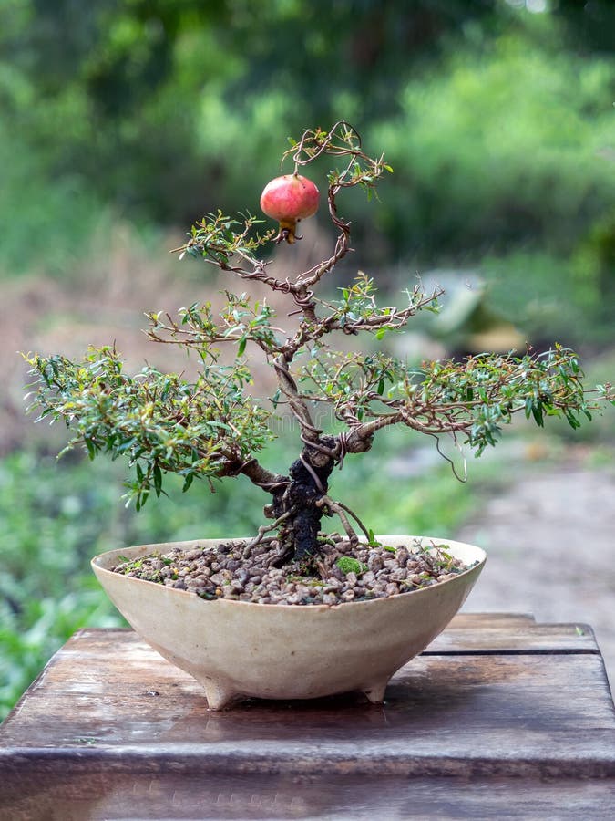 Dwarf Pomegranate Tree Make a Bonsai and Produce Beautiful Fruit Stock ...