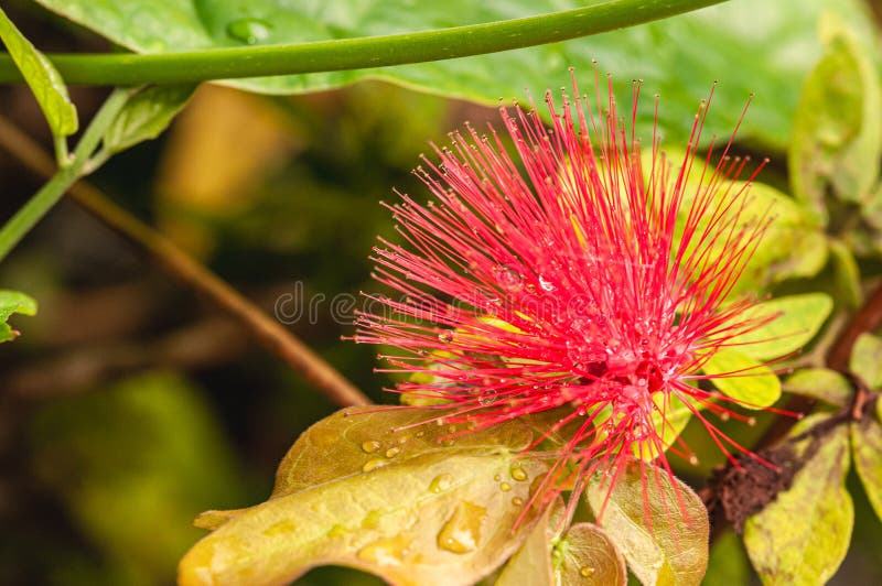 Dwarf Powder Puff Tree Plant Flower Stock Image - Image of full, front ...