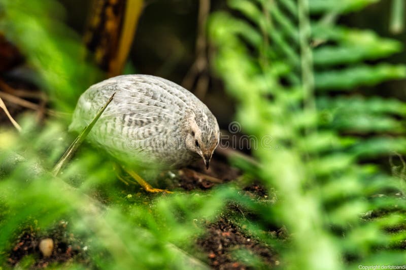 Dwarf quail stock photo. Image of observe, cuisine, farm - 244750972
