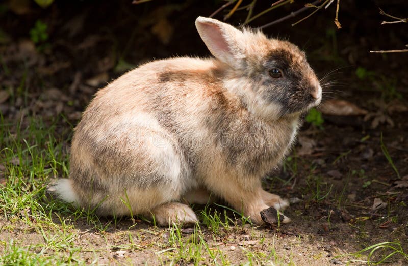 Dwarf rabbit stock image. Image of dwarf, spring, grass - 14459749