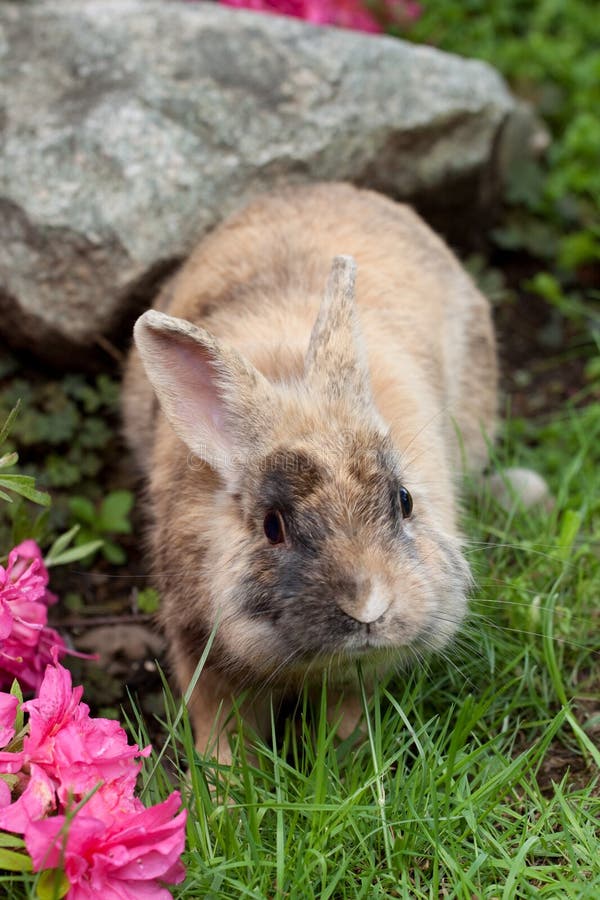 Dwarf rabbit stock image. Image of grass, flower, leporidae - 14487625
