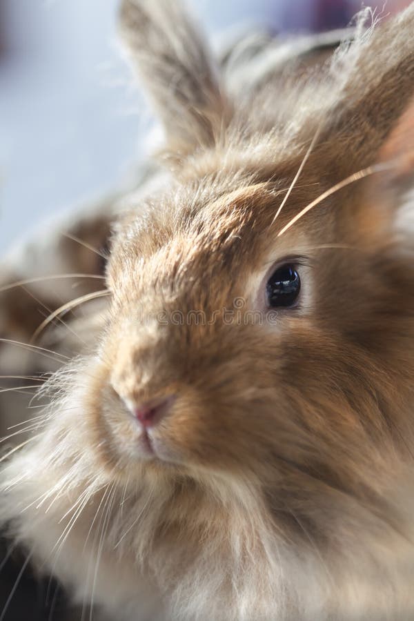 Dwarf rabbit stock image. Image of breading, beauty, blink - 28272777