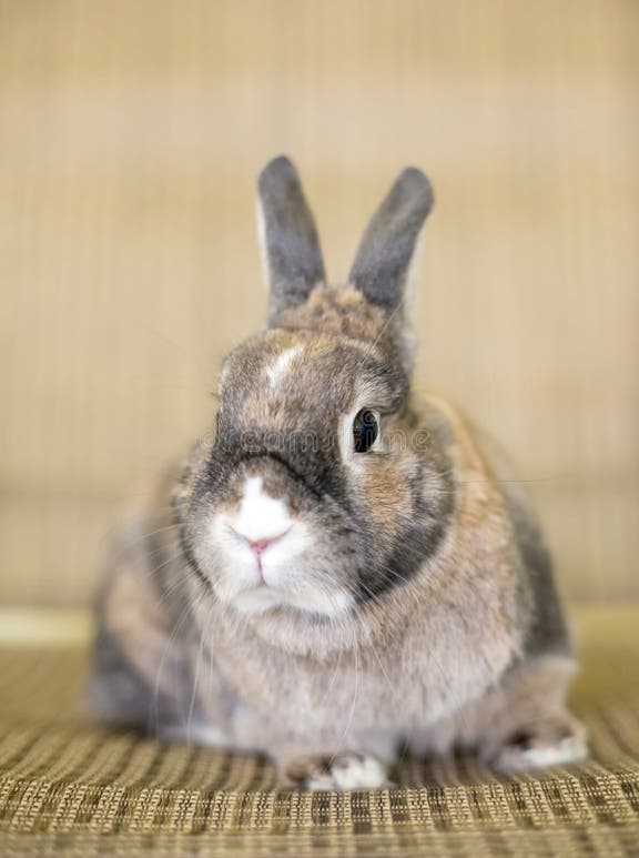 A Dwarf Rabbit with Agouti Markings Stock Photo - Image of chubby ...