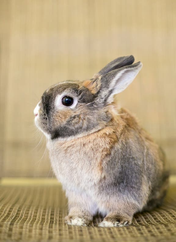 A Dwarf Rabbit with Agouti Markings Stock Image - Image of cute, chubby ...