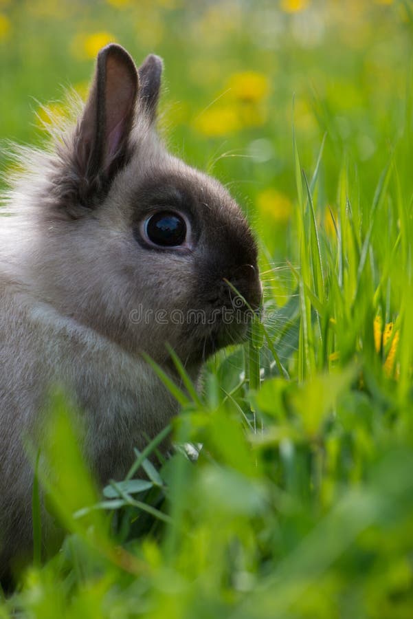 Dwarf rabbit stock image. Image of cute, valentines, gift - 31224585