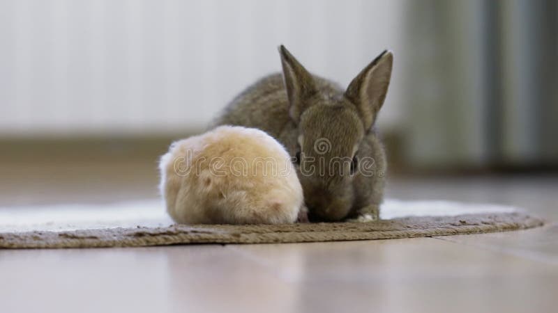 Dwarf Rabbit and Cavy Sniff and Crawl by Carpet on Stock Video - Video ...