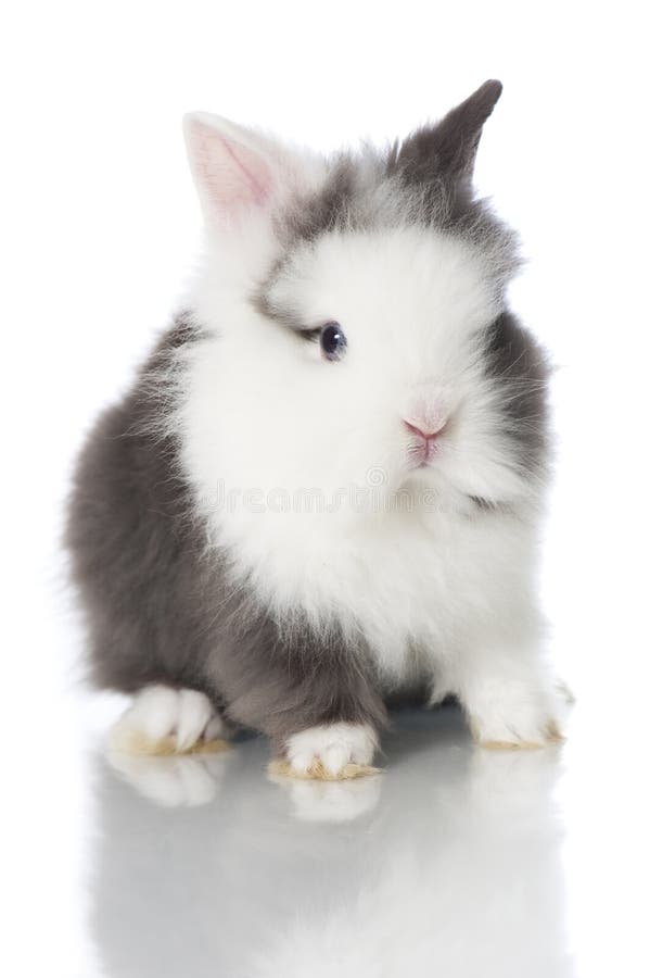 Dwarf rabbit stock photo. Image of cute, adorable, young - 31224566