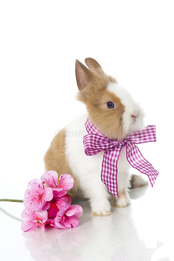 Dwarf rabbit stock image. Image of animal, gift, rodent - 31224683