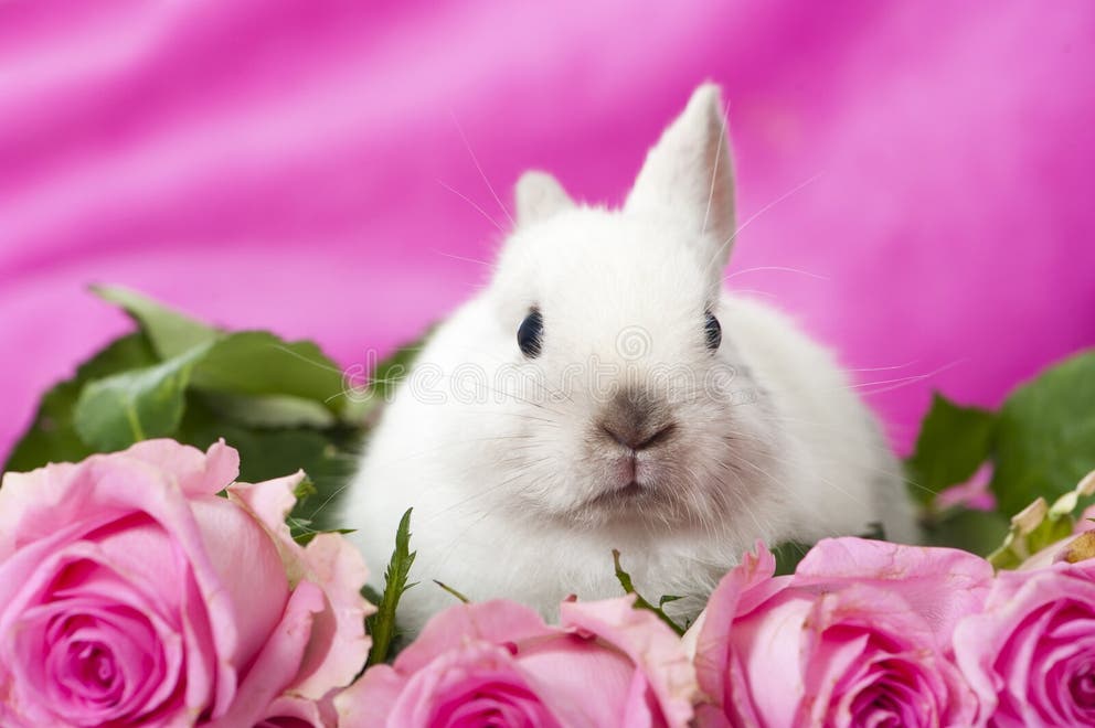 Dwarf rabbit stock image. Image of cute, valentines, gift - 31224585
