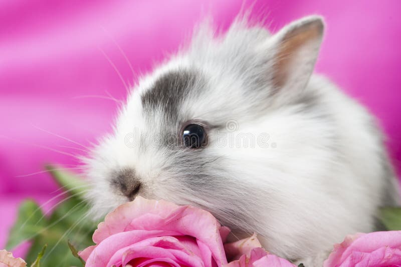 Dwarf rabbit stock image. Image of cute, valentines, gift - 31224585
