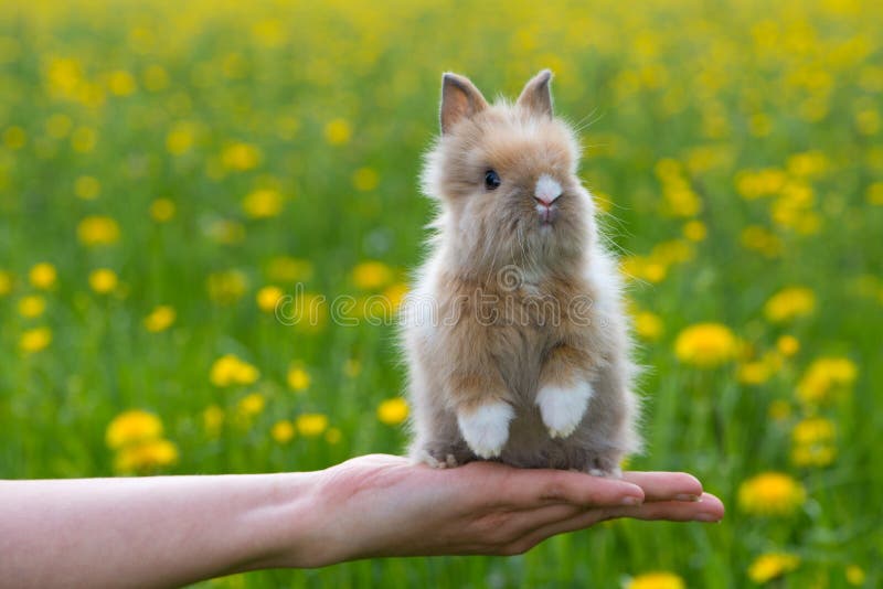 Dwarf rabbit stock image. Image of hand, bunny, rodent - 70029091