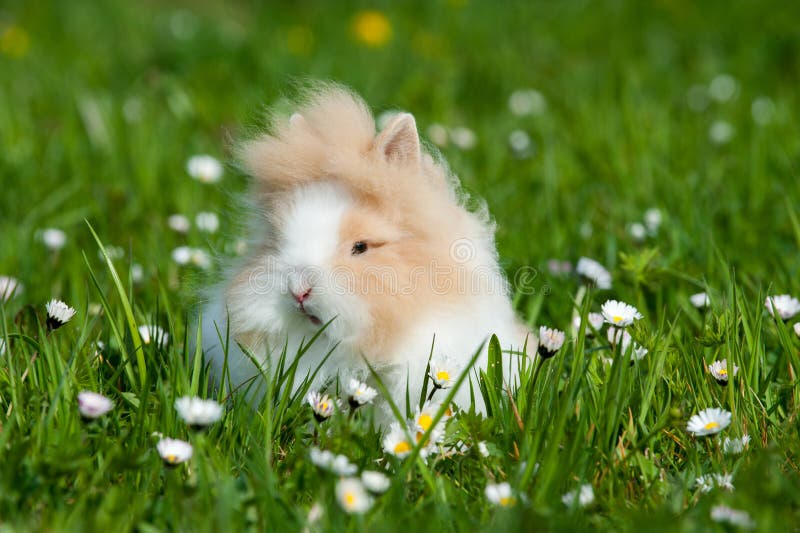 Dwarf rabbit stock image. Image of cute, valentines, gift - 31224585