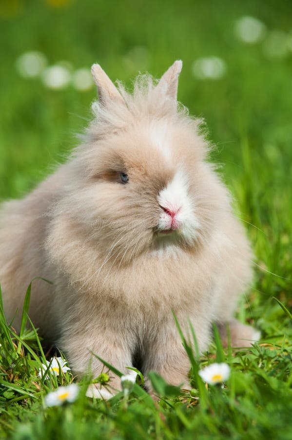 Dwarf rabbit stock image. Image of meadow, daisies, grass - 40289515
