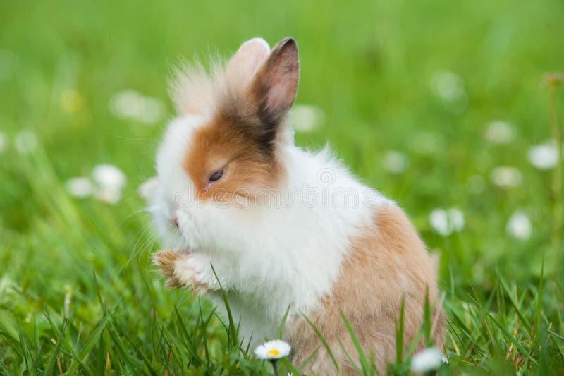 Dwarf rabbit stock image. Image of dwarf, daisy, rabbit - 40289709