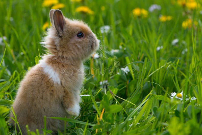 Dwarf rabbit stock image. Image of cute, valentines, gift - 31224585