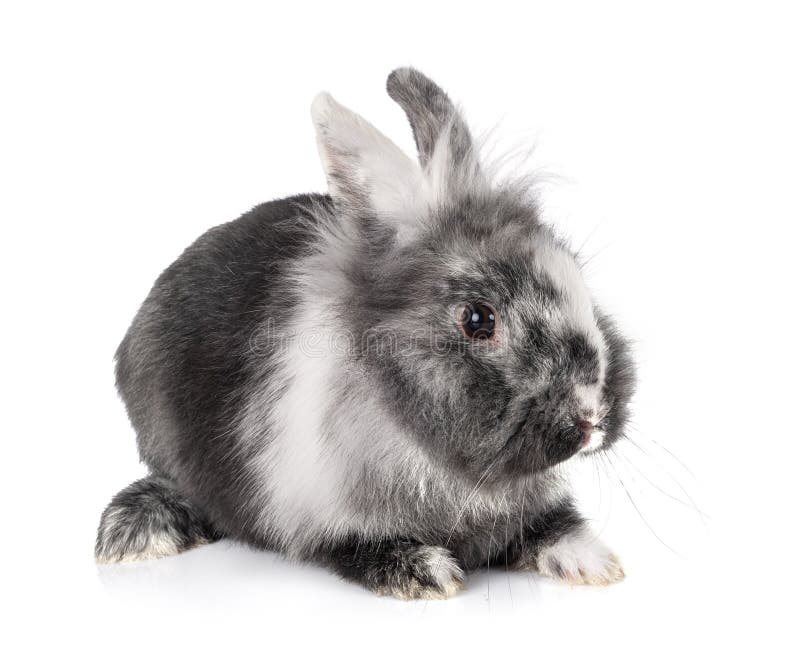 Young dwarf rabbit stock image. Image of fluffy, farm - 27172567