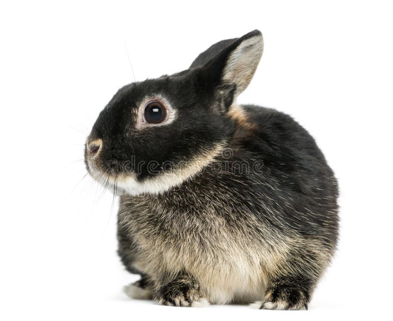 Dwarf Rabbit Old Stock Photos - Free & Royalty-Free Stock Photos from ...