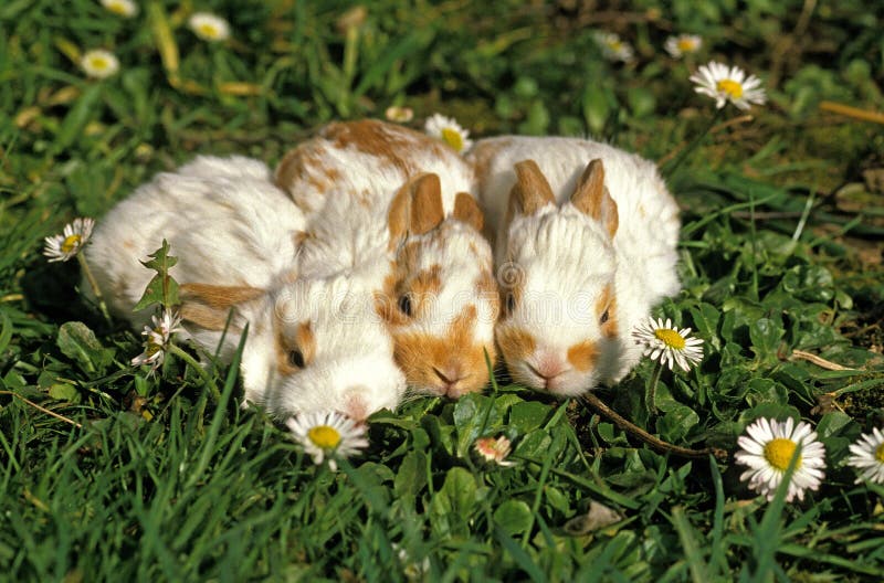 Dwarf Rabbit, Youngs Standing Near Flowers Stock Photo - Image of ...