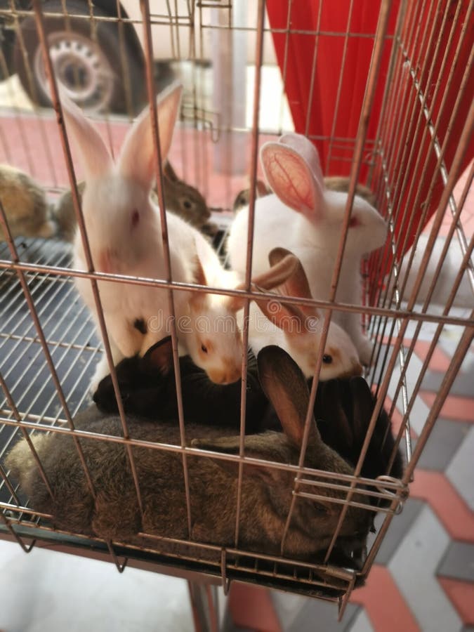 Dwarf rabbits in the cage. stock image. Image of fluffy - 266272155