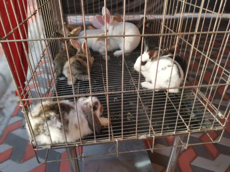 Trapped Rabbit Stock Photos - Free & Royalty-Free Stock Photos from ...