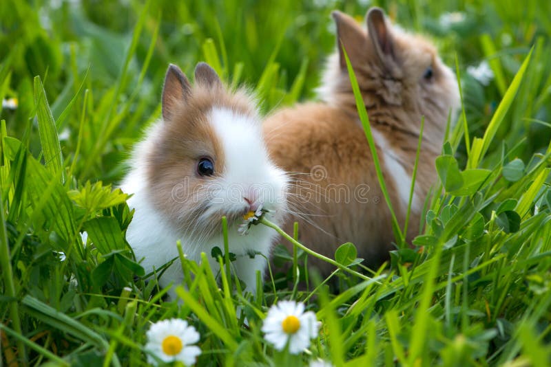 Rabbits stock image. Image of nest, rodent, rabbits, rabbit - 40289433