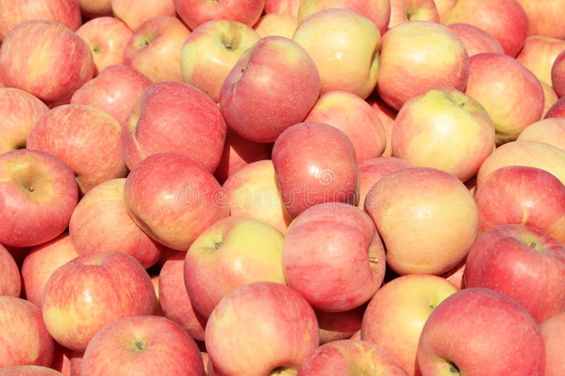 Dwarf Red Fuji Apple in a Farm, China Stock Photo - Image of nutrition ...