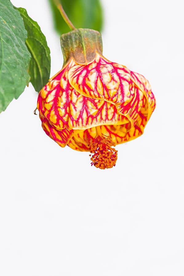 Dwarf Red Powder Puff Flower Bud, Beginning To Develop into a Flower ...