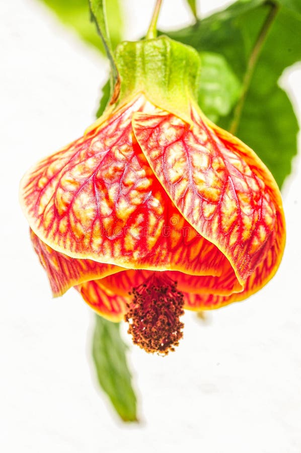 Dwarf Red Powder Puff Flower Bud Stock Image - Image of flower, orange ...