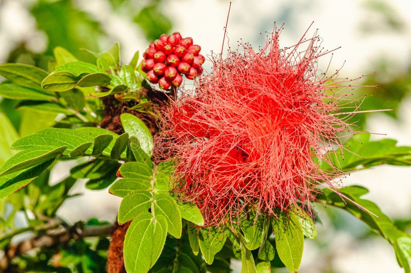 Dwarf Red Powder Puff Flower in Full Bloom Stock Photo - Image of ...
